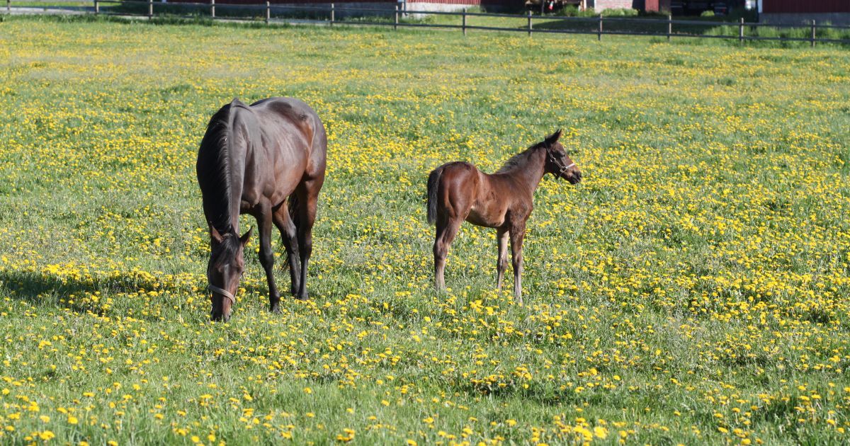 Forskning: Utveckling av resistens hos spolmask - HästSverige