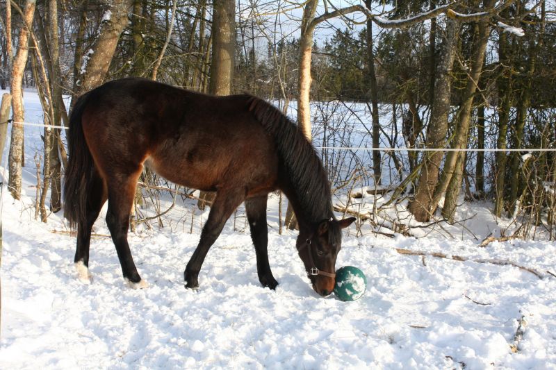 Brunst och ägglossning - HästSverige