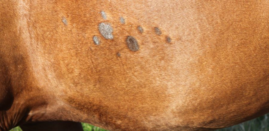 Ringorm häst | HästSverige