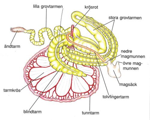 Mag-tarmkanal - HästSverige