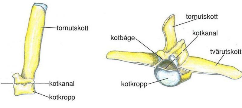 Ryggkotor - HästSverige