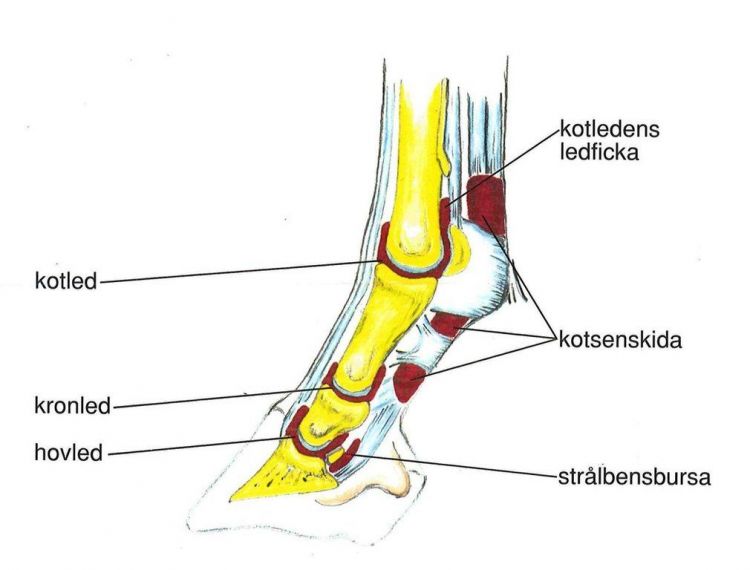 Hästens tå - leder, bursor och senskidor - HästSverige