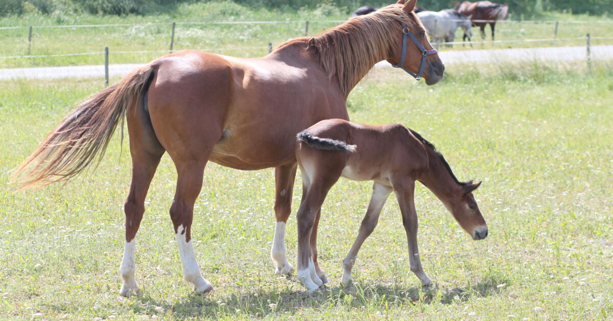 Forskning: Spolmask hos föl - HästSverige