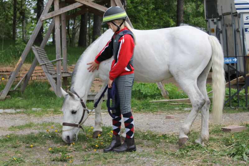 Slakt av häst på slakteri - HästSverige