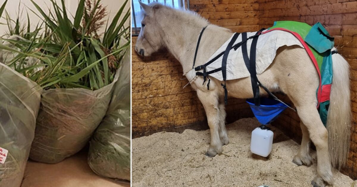 Foskning: Vass som foder till hästar - HästSverige