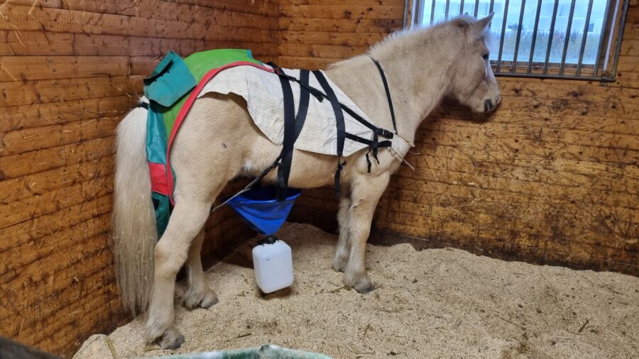 Foskning: Vass som foder till hästar - HästSverige