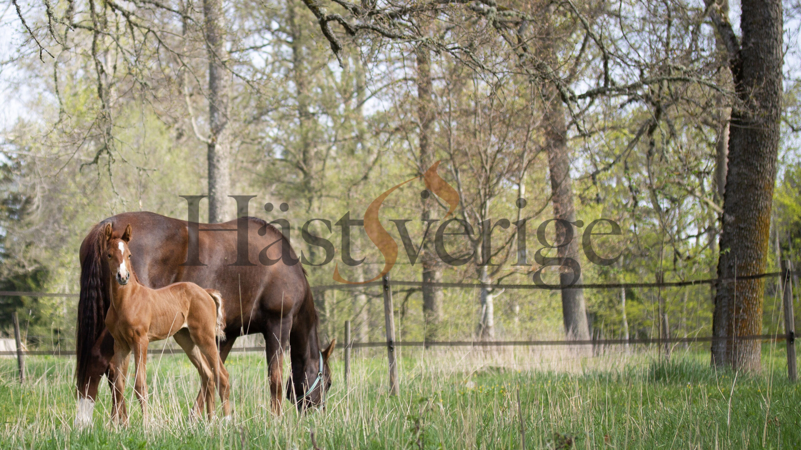 Avelsindex (BLUP) - HästSverige