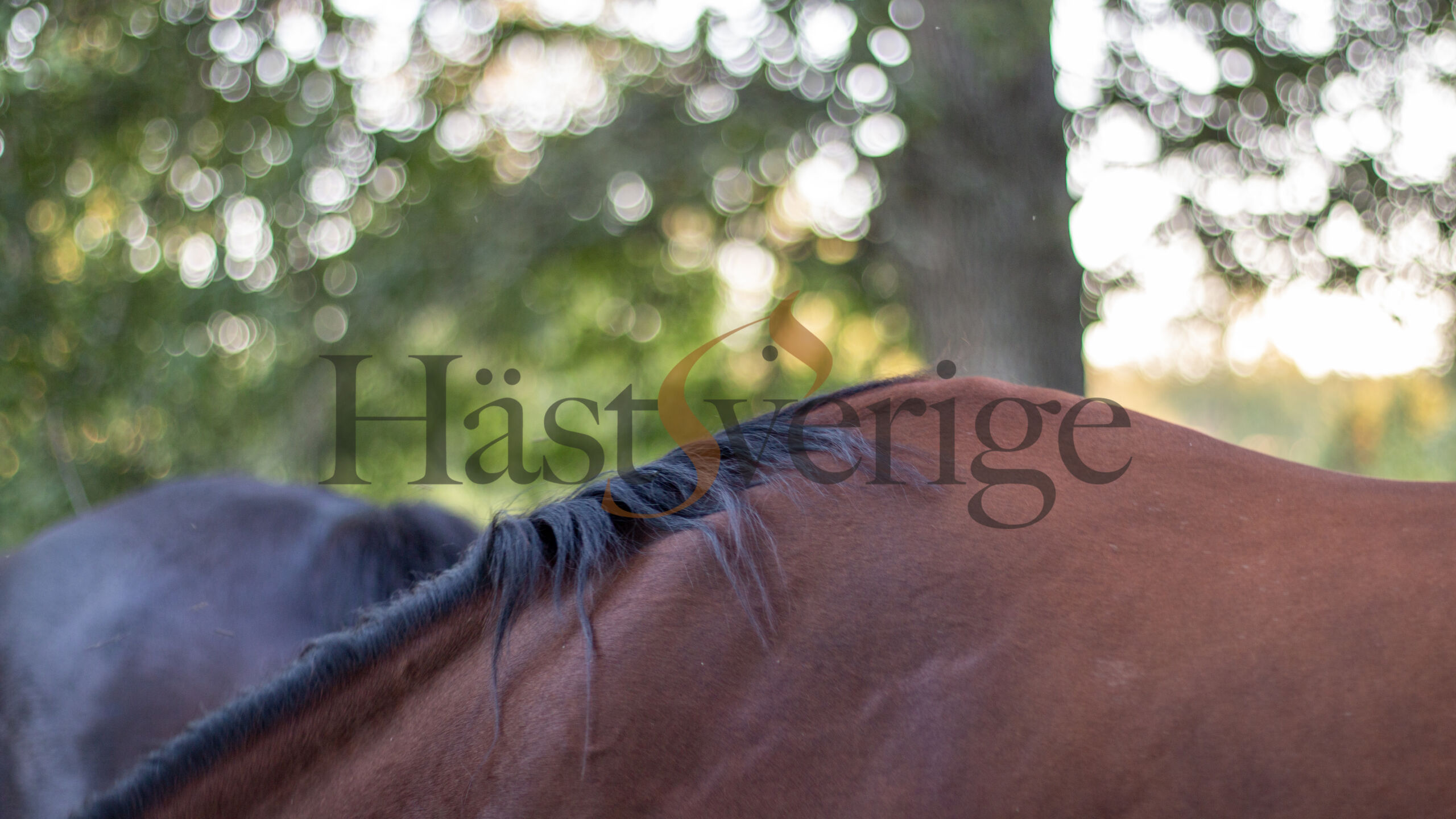 Hästen viktig för öppna landskap - HästSverige